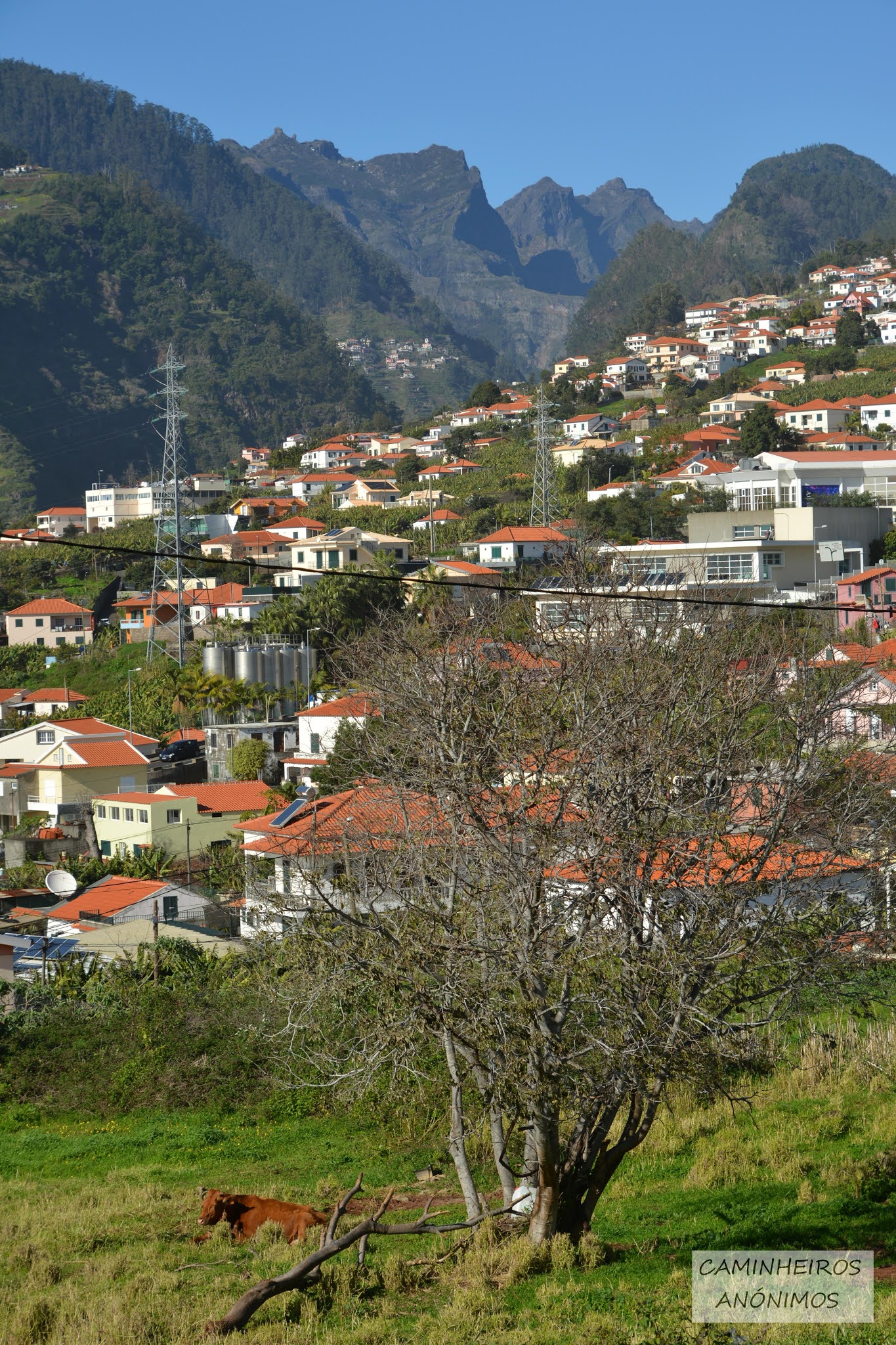 Caminheiros Anónimos Levadas da Madeira : Levada do Pico do Funcho (São ...