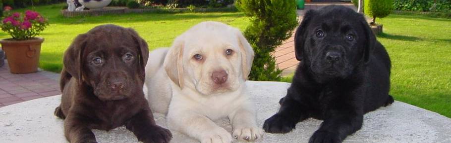 Labrador Breed Standard: Controlling Fleas in Labrador Retrievers