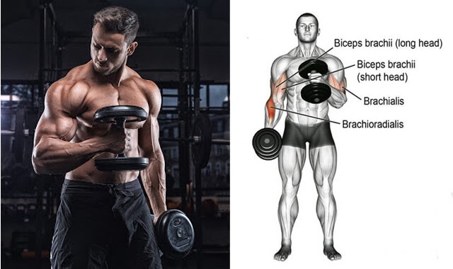 5 Exercises to Develop Your Biceps