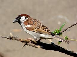 Birds in Tulu | Easy Tulu | Learn Tulu Language Online