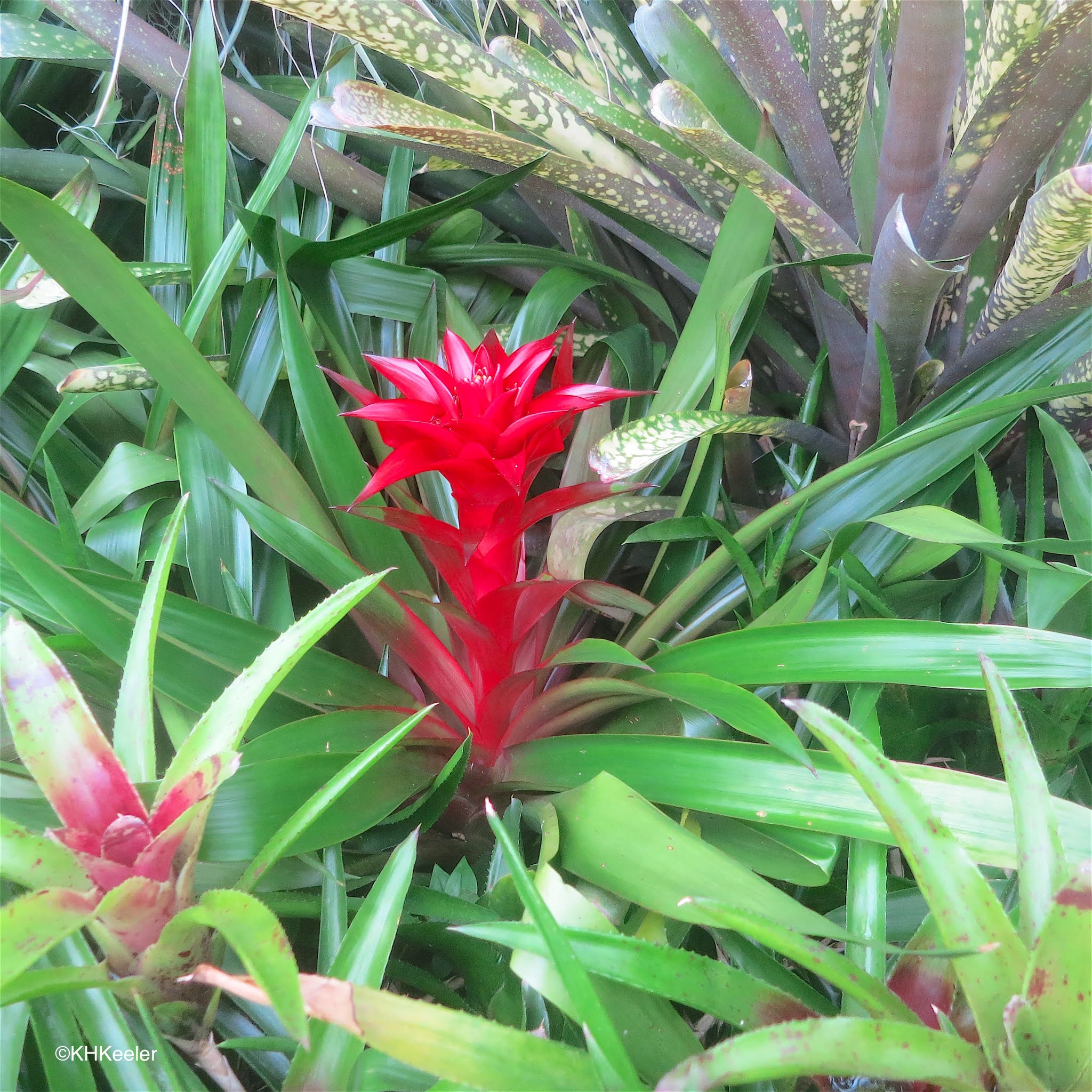 A Wandering Botanist: A Gallery of Bromeliads