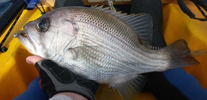 Noosa Yakkers Trip Reports: Pearl perch at SR, 18Jun10
