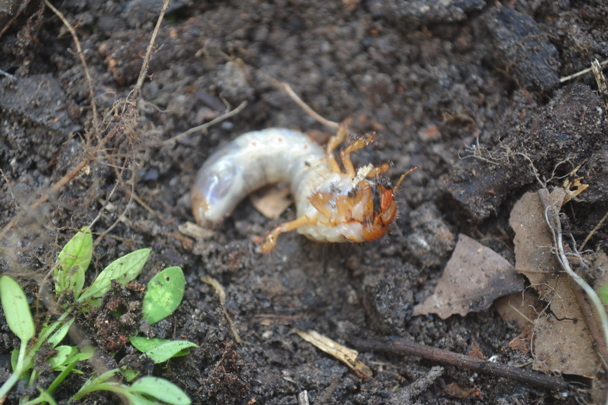 Life Begins at Forty: Grub worms