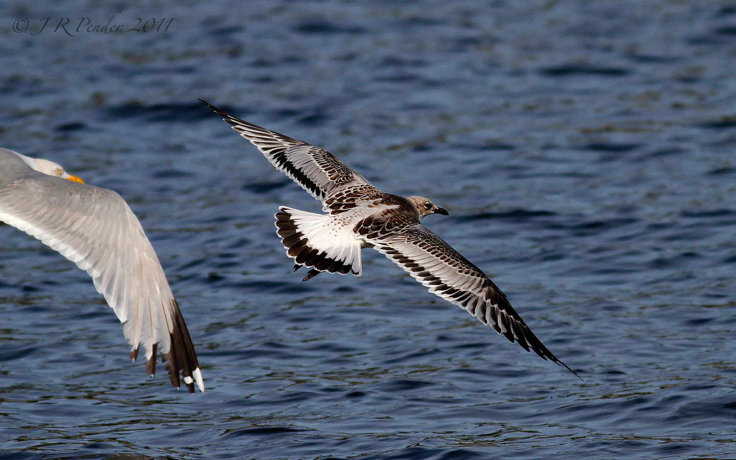 Joe Pender Wildlife Photography: Juvenile Mediterranean Gull