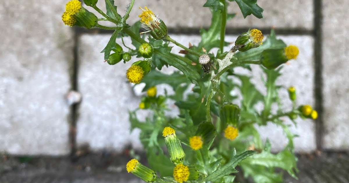 OnKruid Gent: Klein Kruiskruid