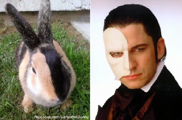 Rabbit Ramblings: Bunny-human look-a-like