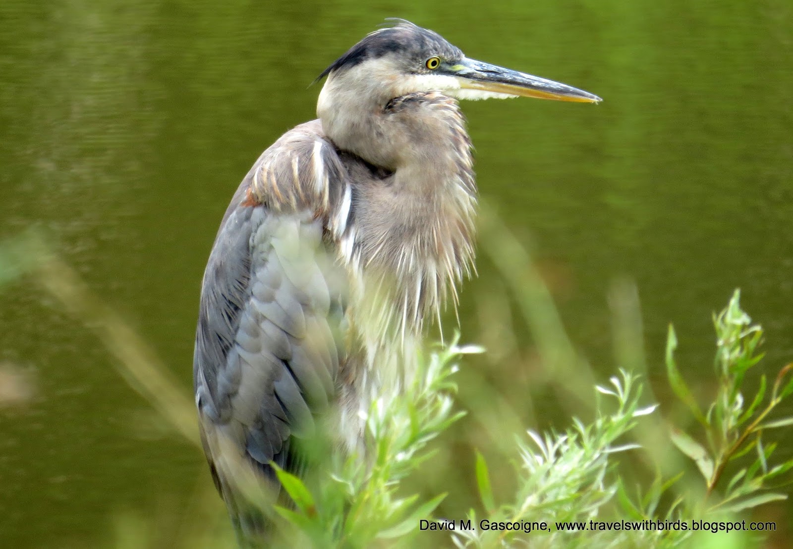 RIM Park Waterloo, ON - Travels With Birds