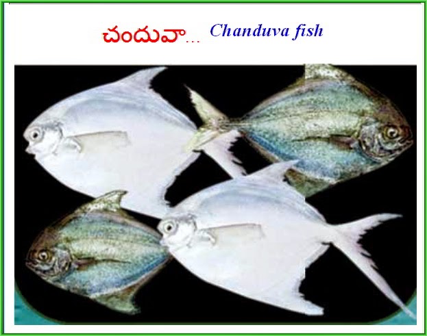 ఆహారము - ఆరోగ్యము , Food & Health (Telugu): చేపలు , Fisస్,ఫిష్ తో ఫిట్ ...