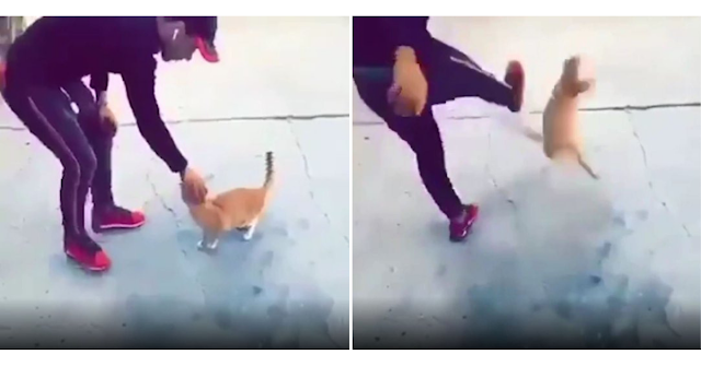 Hunt for man who drop-kicked cat and filmed it ~ 4CAT LOVERS