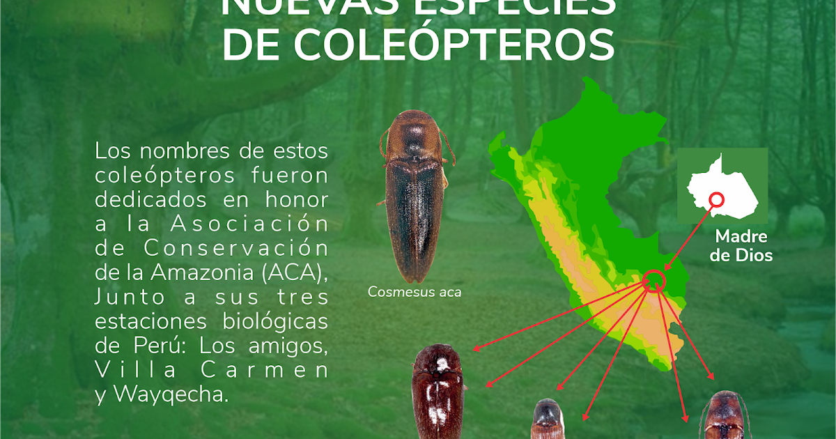 Nuestras infografías de insectos