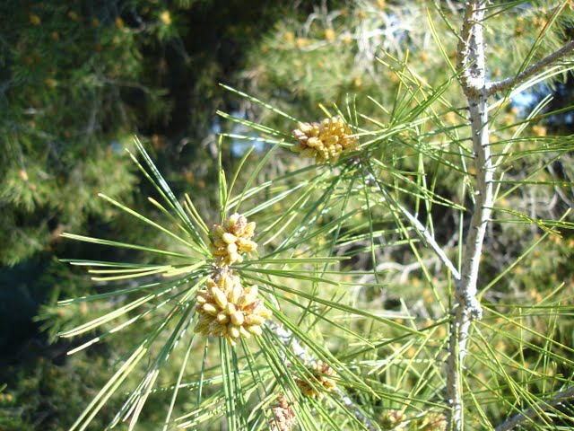 ARBRES: Pi blanc (Pinus halepensis)