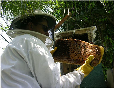 South Florida's premier bee removal specialists