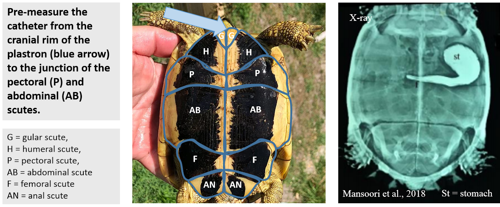 Esophagostomy Tube Placement in Tortoise