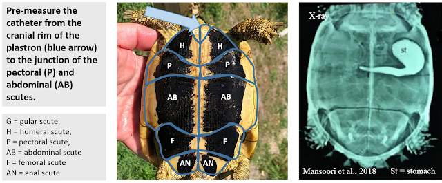 Esophagostomy Tube Placement in Tortoise