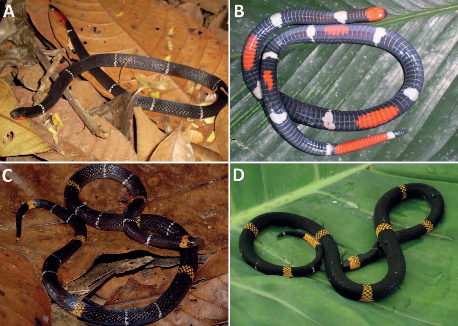 Species New to Science: [Herpetology • 2018] Micrurus boicora • A ...