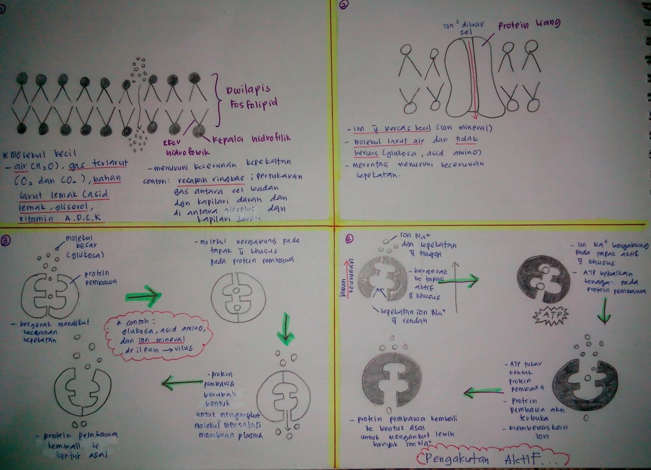 BIOLOGY SKETCH NOTES