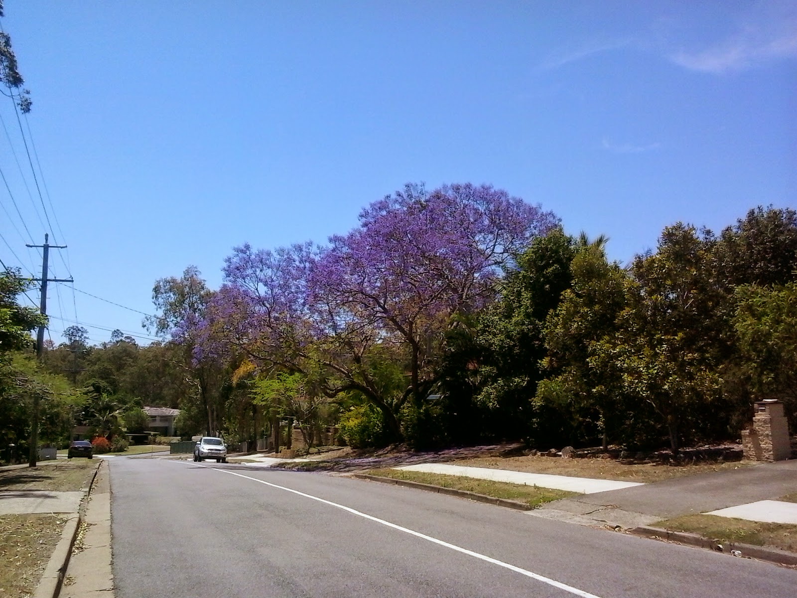 on the edge of ordinary: Spring in Brisbane