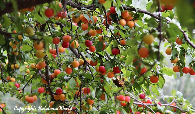 Kefalonia World: June 2011