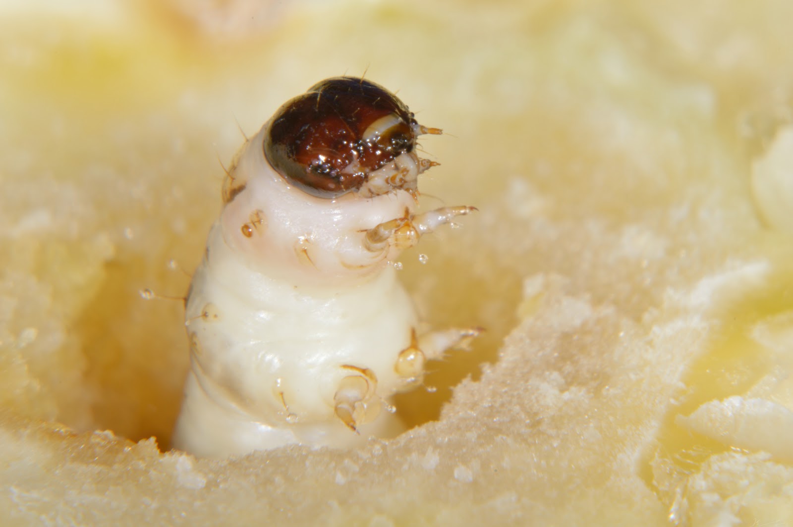 Bank of PhotoGraphics: Boiled Corn... Nightmare...