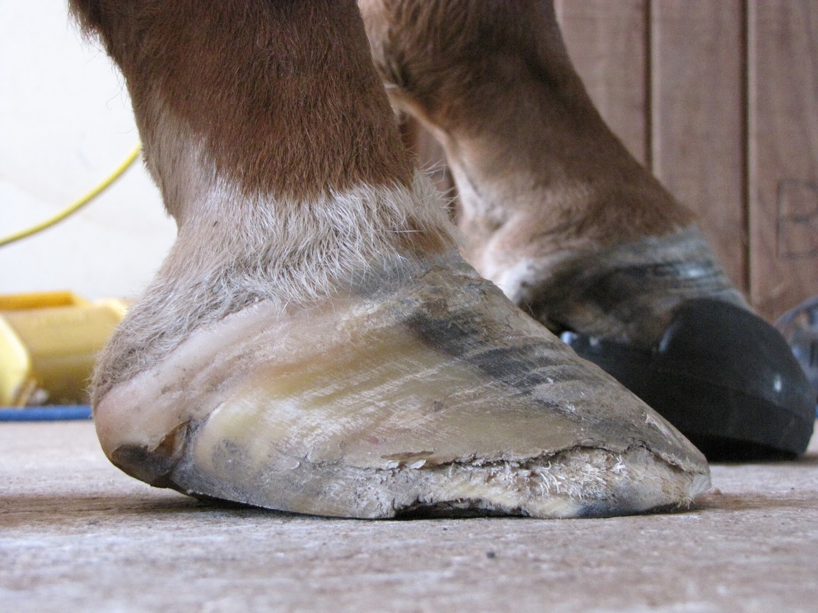 Innovative Equine Podiatry: Theory of two loads article