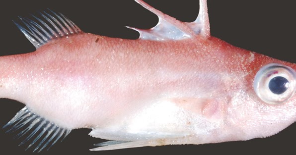 Artes de Pesca: ACTINOPTERYGII