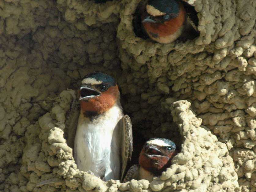 Every Day Is Special: March 19 - Swallows Day at Mission San Juan ...