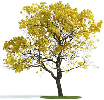 Lalus fecit - partituras coro y letras: Alma Llanera - arreglo para ...