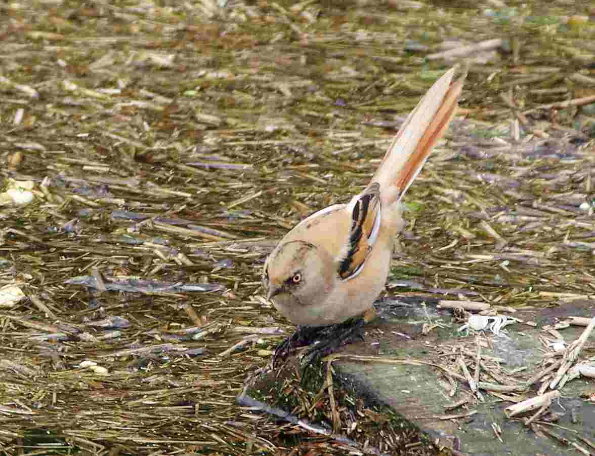 Birds of the Heath: Leucistic Pochard and other goodies at Cley