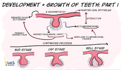 DEVELOPMENT OF TOOTH: Initiation, bud and cap stage