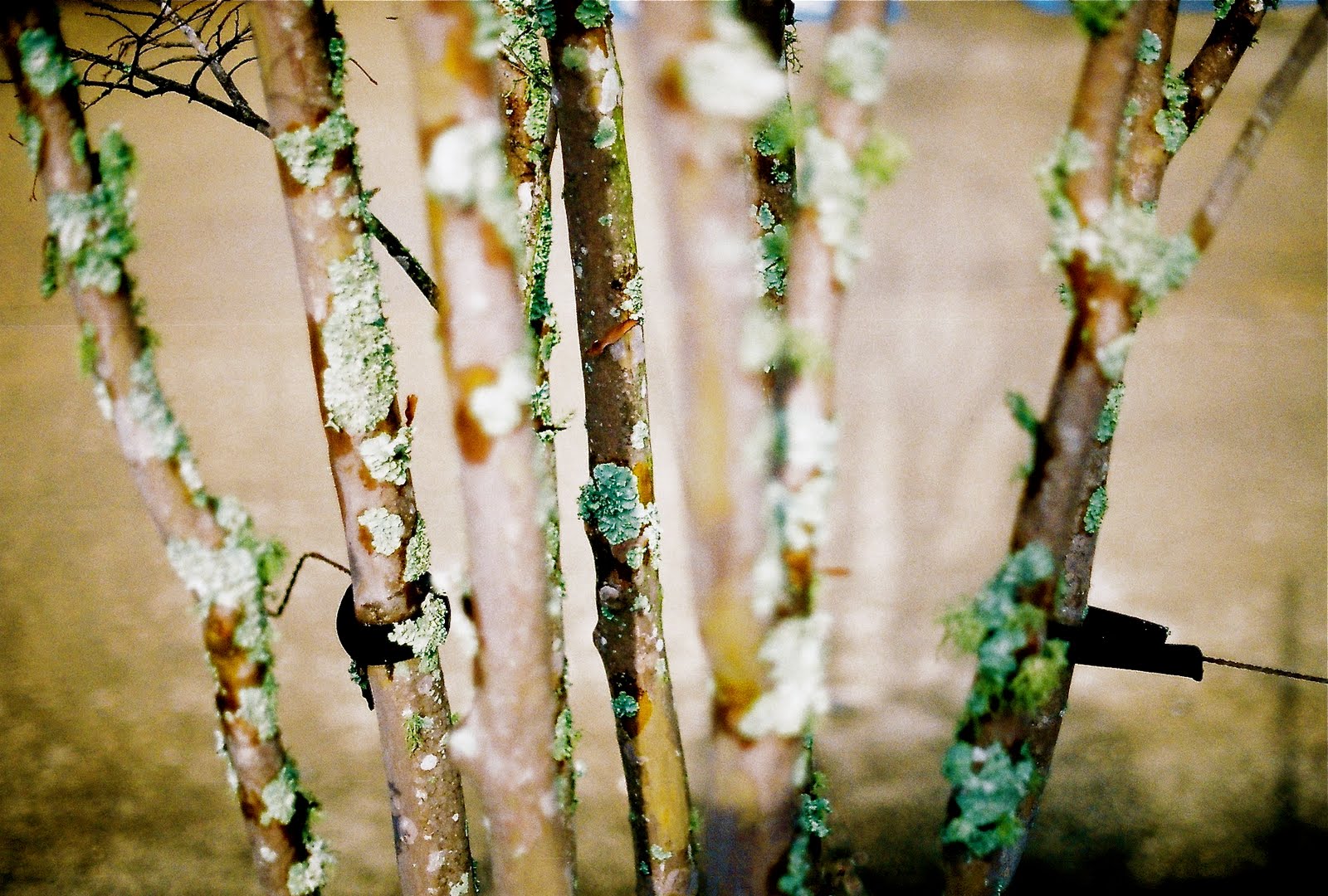 William GREINER: Serial Killer - Tree