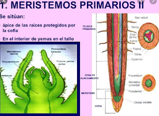Desarrollo Embrionario y Diferenciación Celular