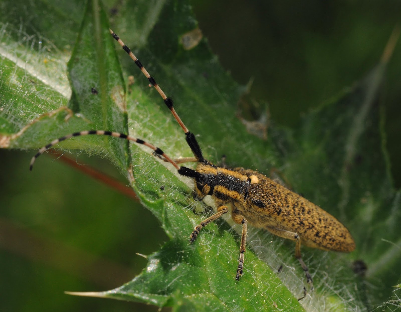 INSECTES I ARÀCNIDS DE CATALUNYA: COLEOPTERA