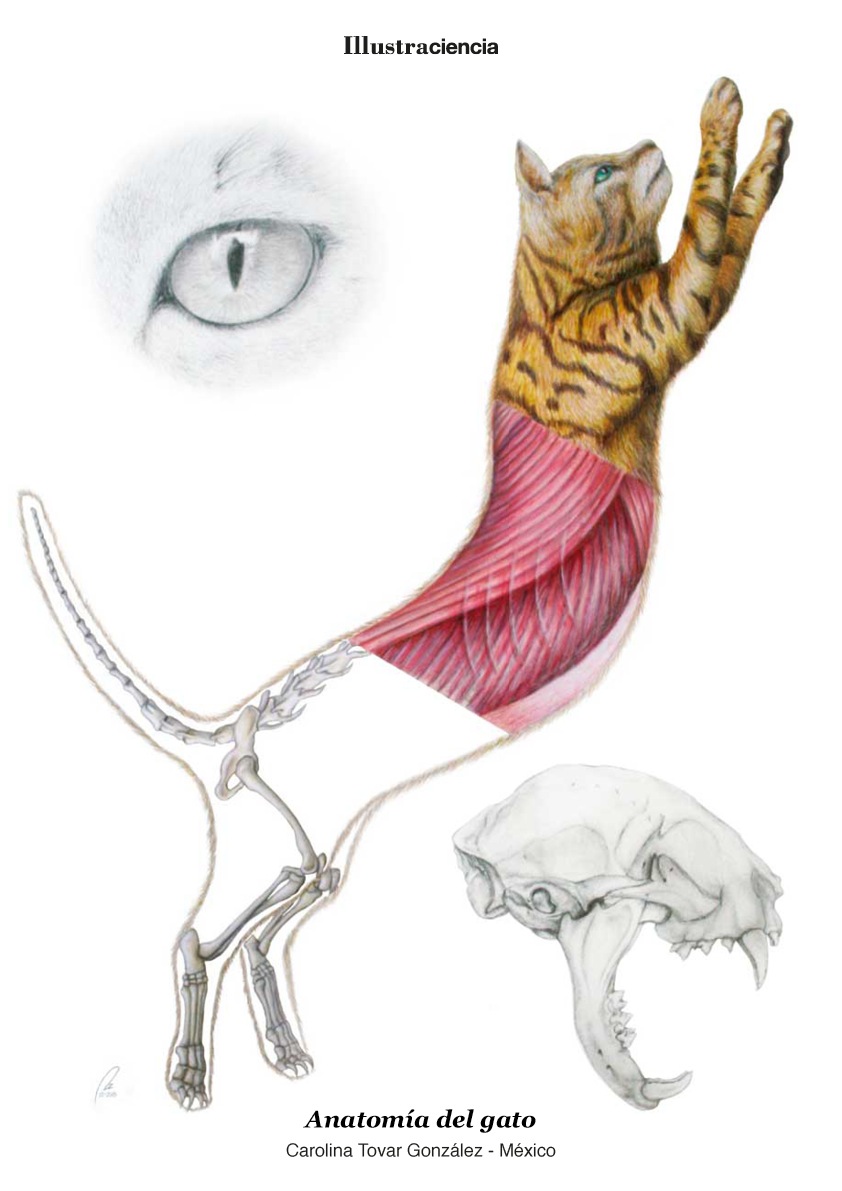 Anatomía del gato - Carolina Tovar González