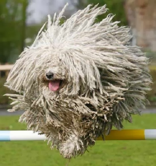The Komondor - Stunning Interesting Facts