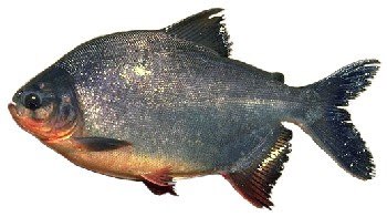 Pescaria no Rio Guaporé *BARCO HOTEL MAANAIM* : PESCARIA DE PIRAPITINGA ...