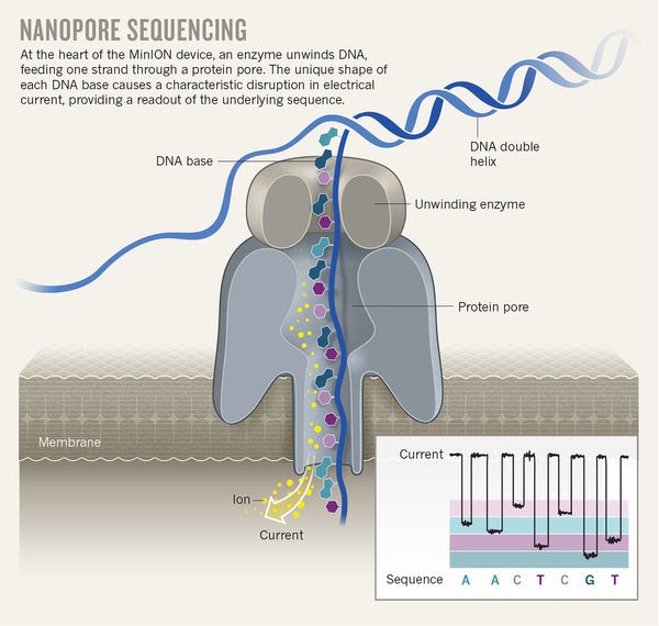 Lee Gir Won: Oxford Nanopore 쉽게 이해하기