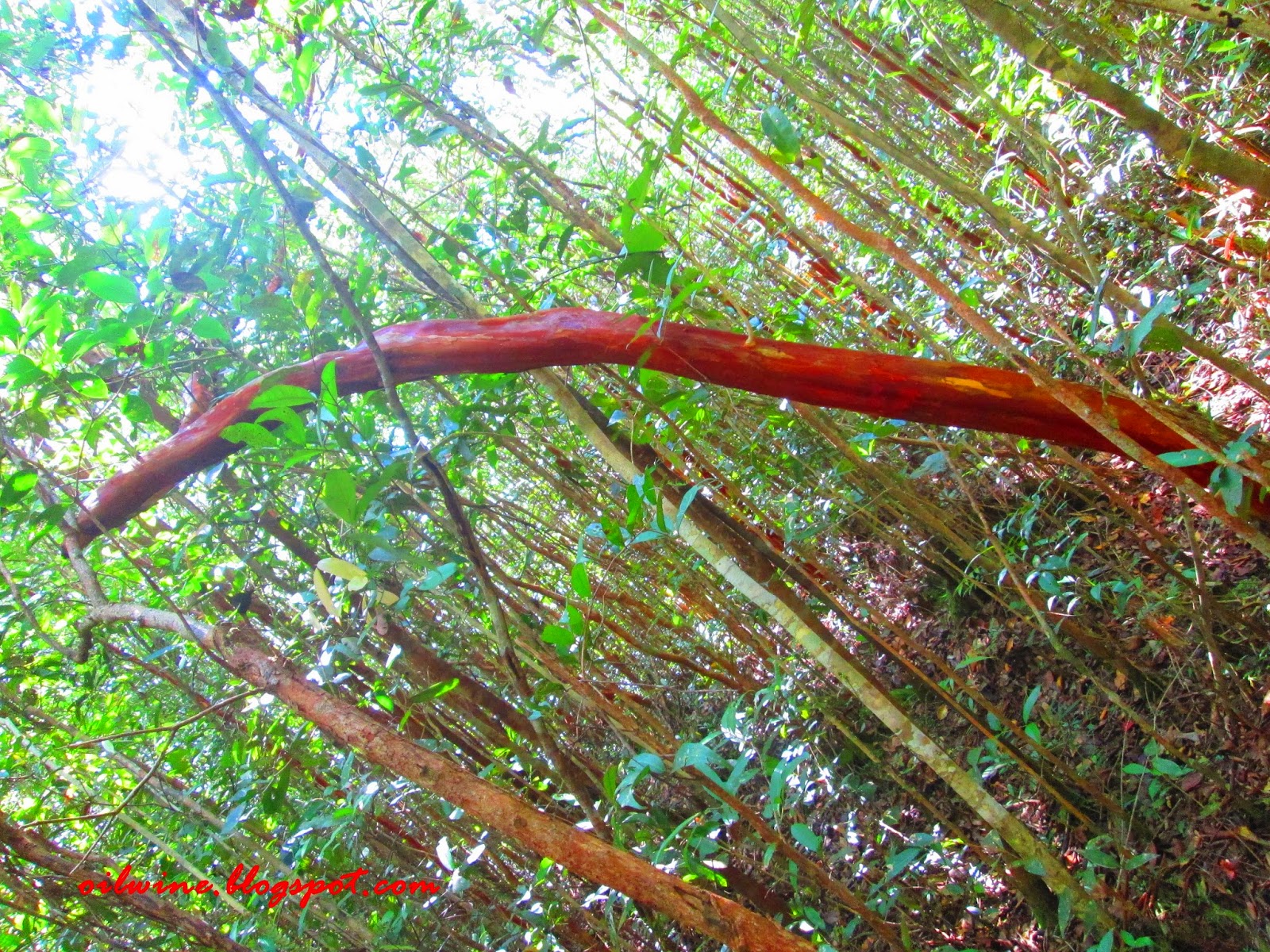 Life is an Adventure, Life is Grace: HUTAN PELAWAN - BANGKA TENGAH ( 26 ...