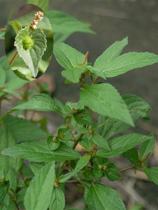 Acalypha australis L.