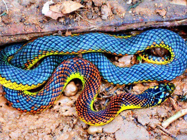 BIBOCA AMBIENTAL : COBRAS - COLORIDAS E BELAS