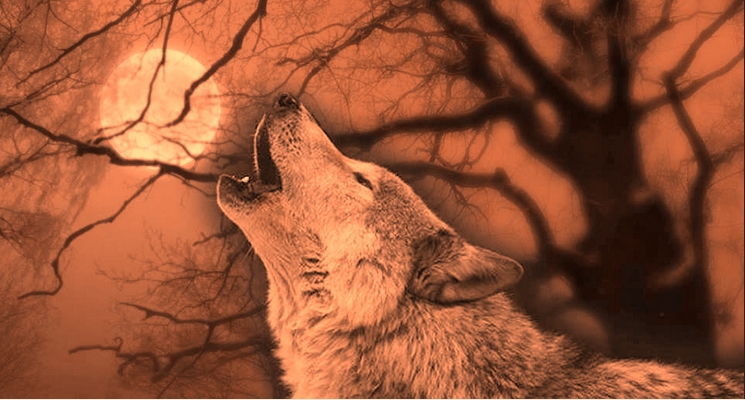 White Wolf Harvest Moon What You Need To Know About September s Full white-wolf-harvest-moon-what-you-need-to-know-about-september-s-full