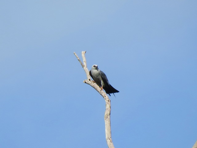 " Welcome to Lavender Dreams ": Red-Tailed Hawk and Kites