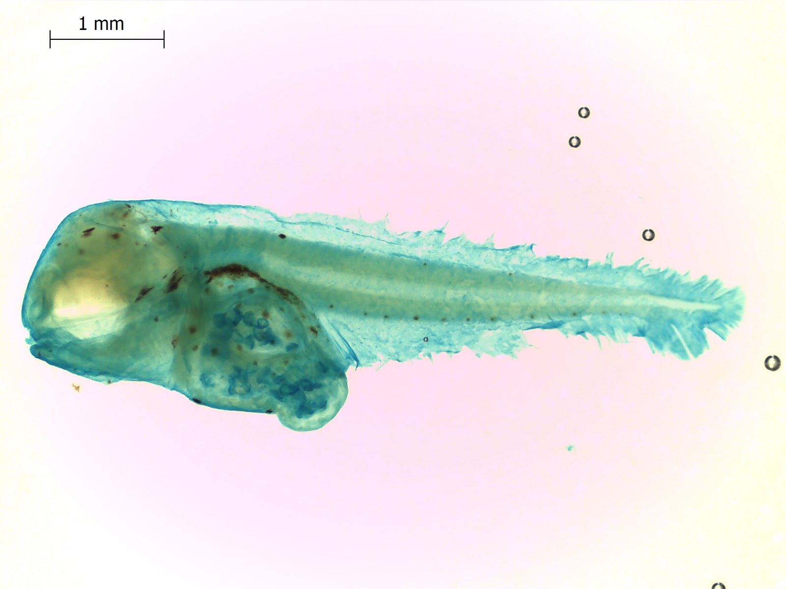 Ictioplancton en Chile: Larvas y juveniles de pampanito Stromateus ...