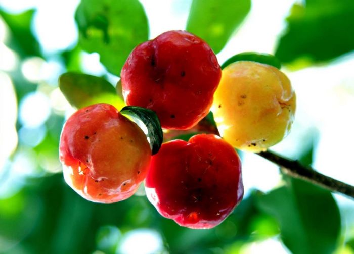 Ackien's strange things: Strange Fruits you may not have eaten before