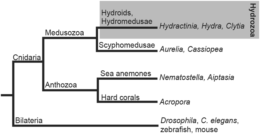 Sciency Thoughts: Hydractinia symbiolongicarpus and Hydractinia ...