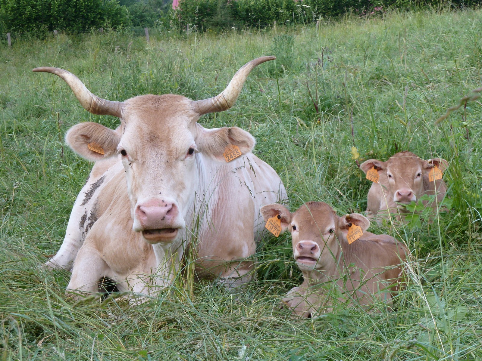 Vacas pirenaicas de Hualde: VACAS OTOÑO