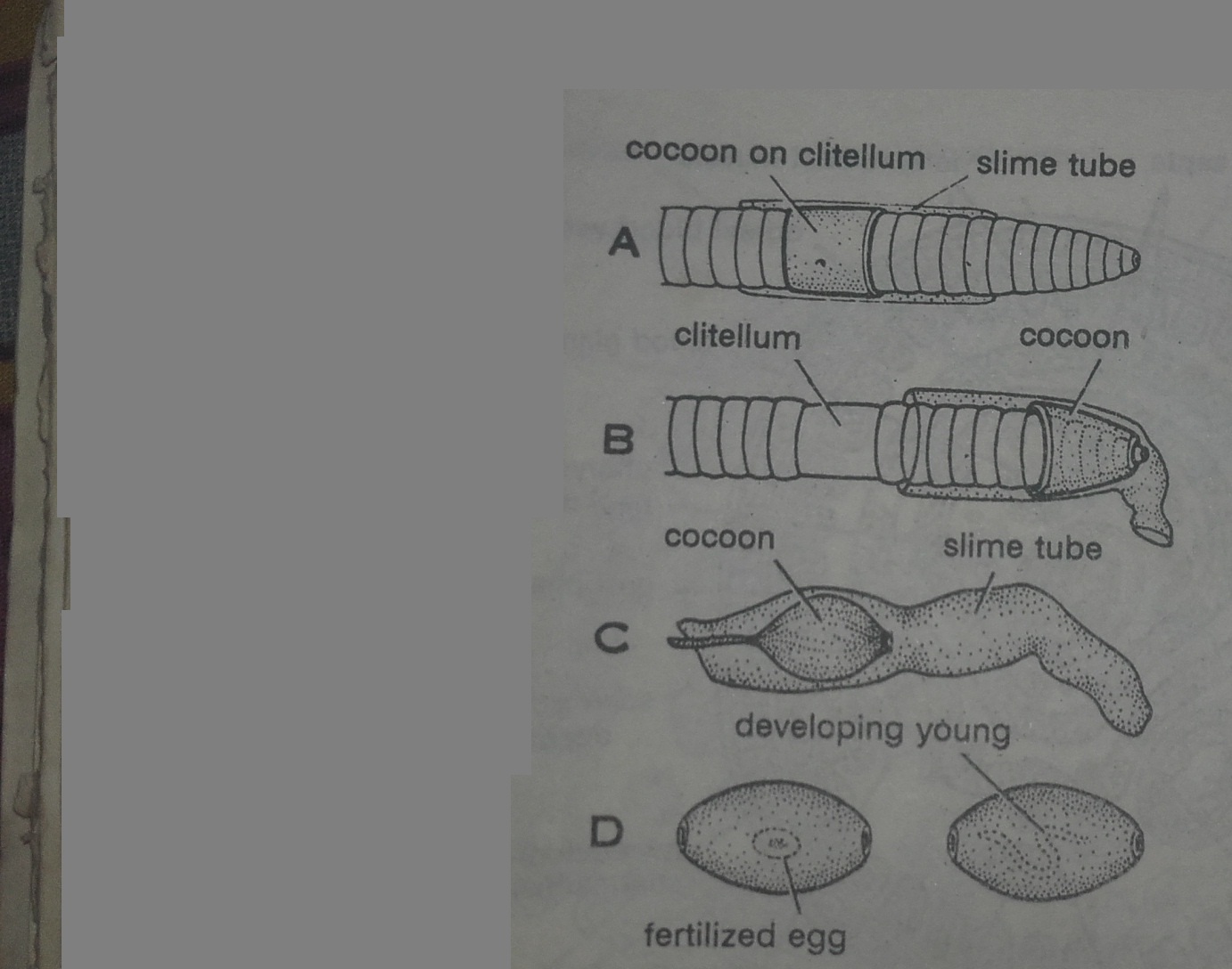 Zoology for higher secondary level: Earthworm: Reproduction