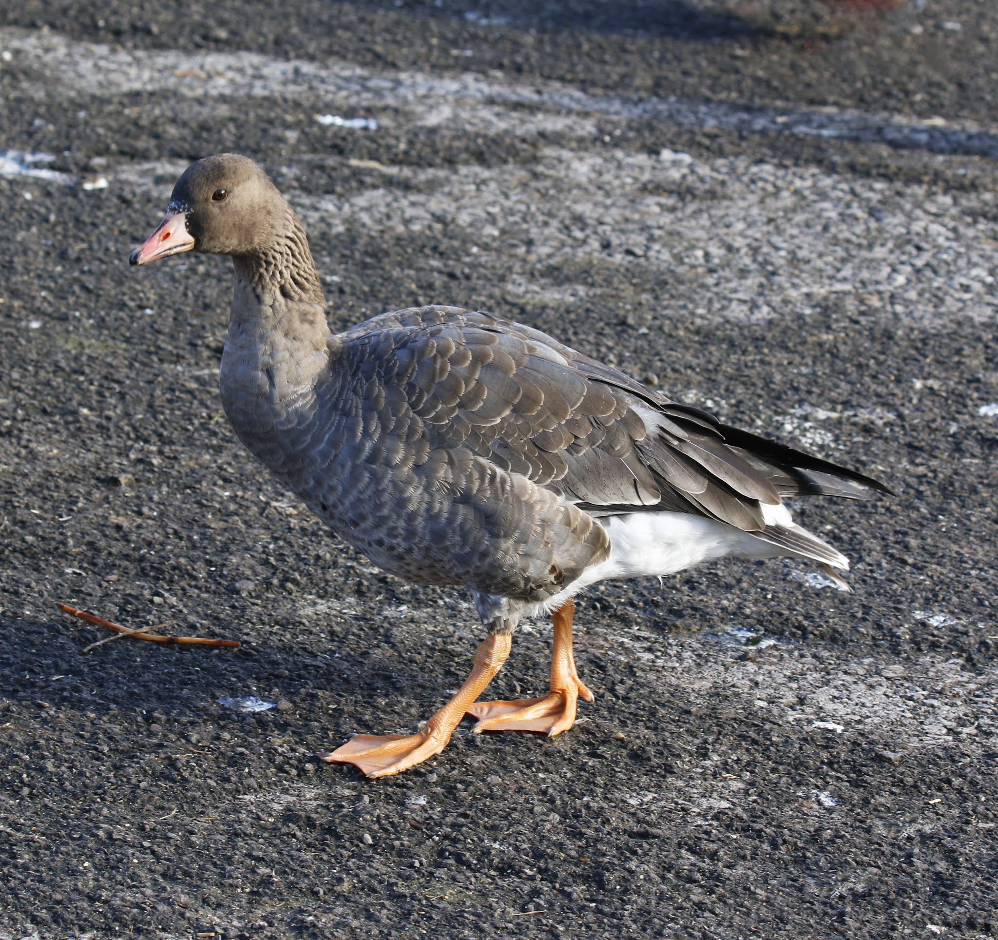 Black Audi Birding: Goosey Goosey 7th December 2020