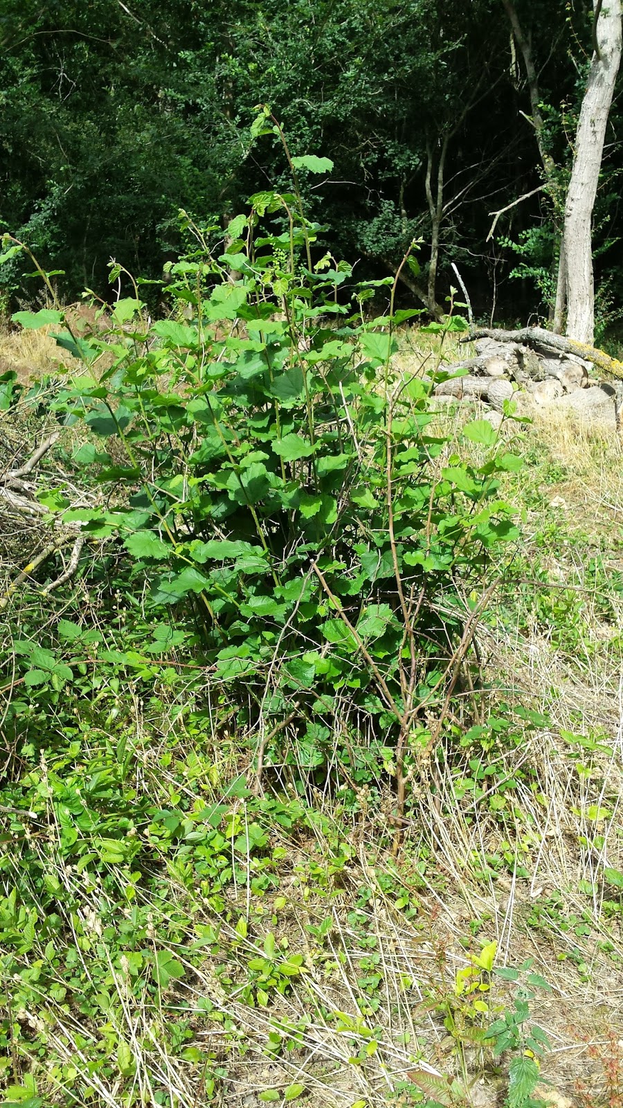 Bushcraft Education : Coppicing