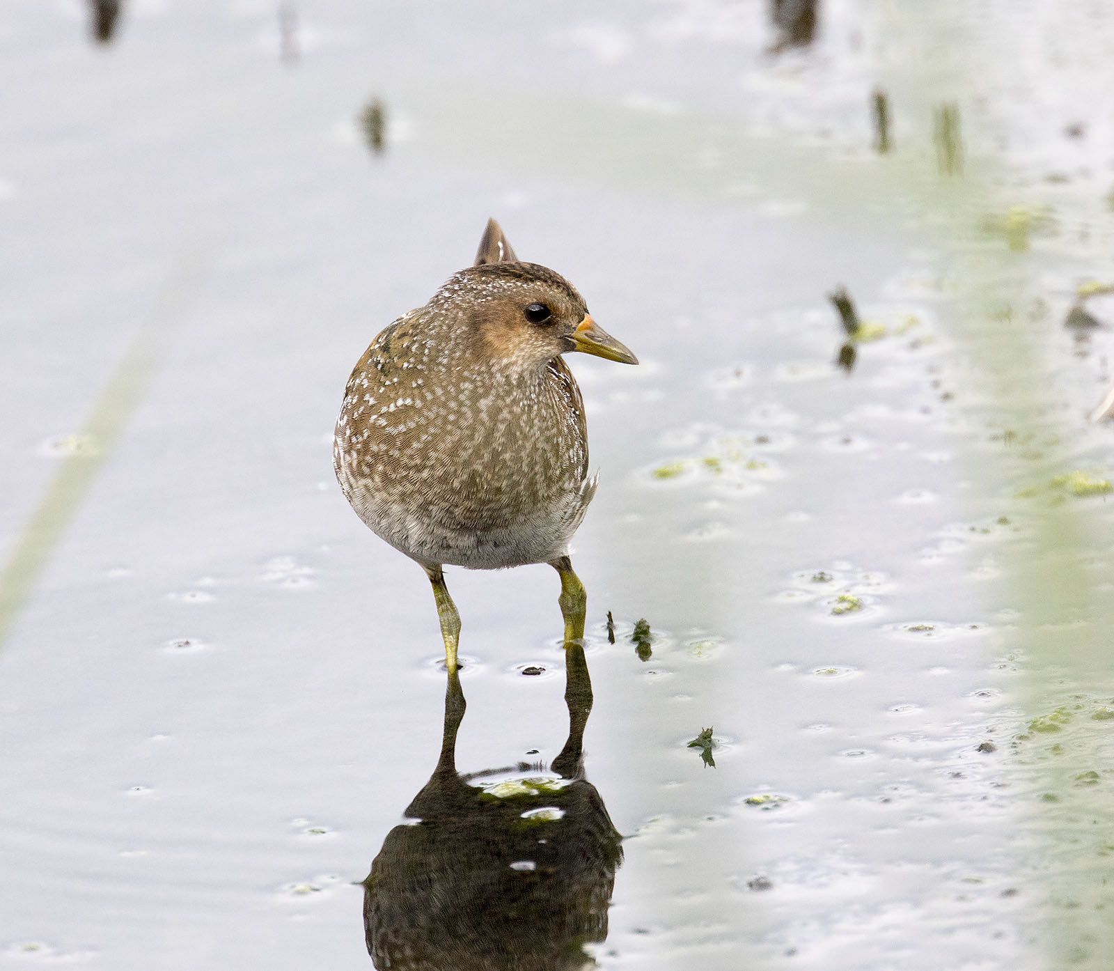 pewit: Spotted Crake Gib Point