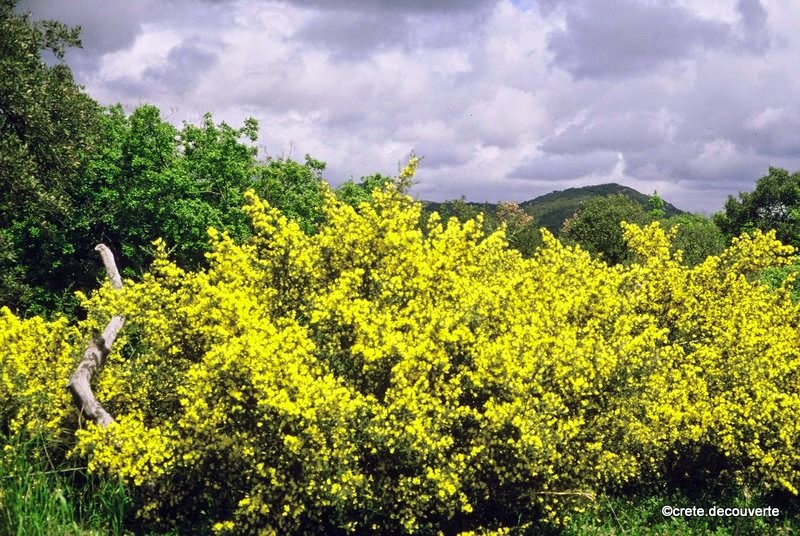 Flore de Crète: Cytisus laniger - Calicotome villosa